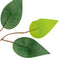 Artificial Silk Ficus Leaf Branches Spray 6 stems Bundle - CV Linens™